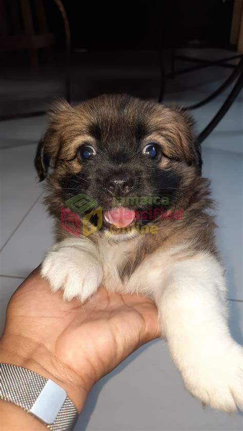 For Sale Pomeranian Cocker Spaniel Mix Jamaica