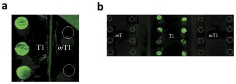 Pna Probe P1 Was Conjugated To The Gold Or Glass Surface At Circled