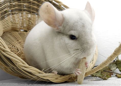 Cute Chinchilla Hd Wallpaper 1920x1357 Wallpaper Abyss