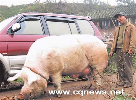 力大如牛力大如虎大萌牛大山谷图库