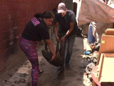 Matan A Dos Perritos A Machetazos En Temamatla IMAGEN RADIO
