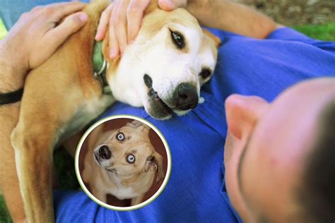 Les scientifiques ont découvert le signal secret que les chiens