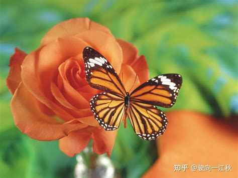 苏轼、欧阳修、柳永、晏殊分别写了一首《蝶恋花》，谁写的最好？ 知乎