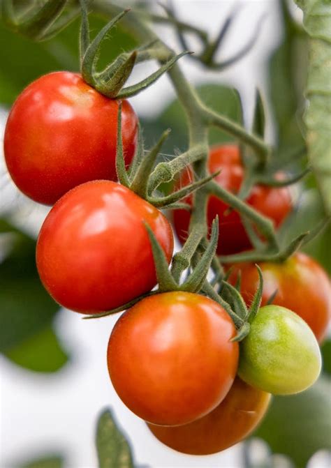 Part 3 How To Choose A Tomato Variety To Grow Sow Grow Uk