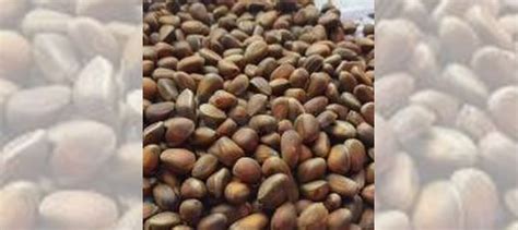 Кедровый орех дальневосточный купить в Уссурийске Товары для дома и дачи Авито