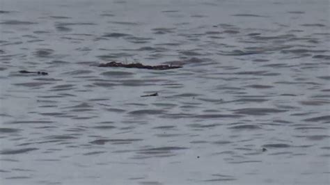 속보 10월3일 개천절 오후에 한강공원 이촌지구 일대에 1시간동안 수백미터 검은띠를 형성한채 정체불명의 물고기들 수천마리가 북쪽한강으로 이동하는 모습을 Ufo헌터가 포착