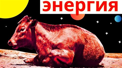 энергия рациона скота дойная корова бычки на откорме Youtube