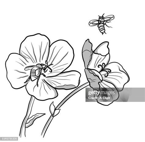 Bee Pollination Drawing