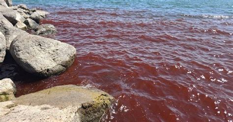 Misteri Ujërat E Detit Të Galilesë Në Izrael Bëhen Të Kuqe Si Në Kohën E Faraonit Lifestyle