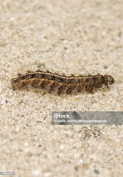 스파이키 쐐기벌레 0명에 대한 스톡 사진 및 기타 이미지 0명 갈색 곤충 Istock