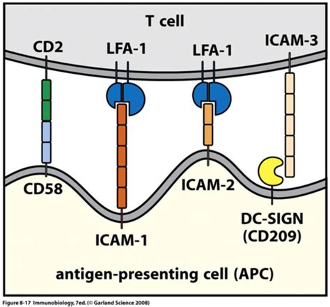 Lecture T Cell Effector Functions Flashcards Quizlet