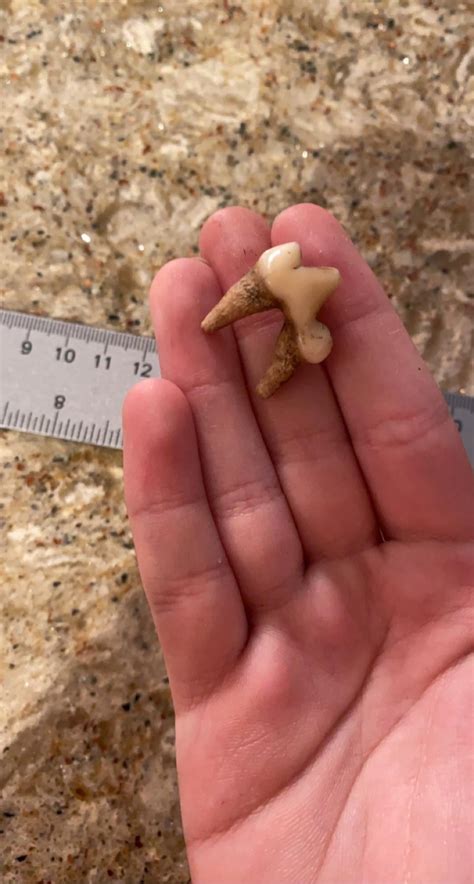 Is This A Cow Tooth Found In Southerncentral Illinois Rbonecollecting