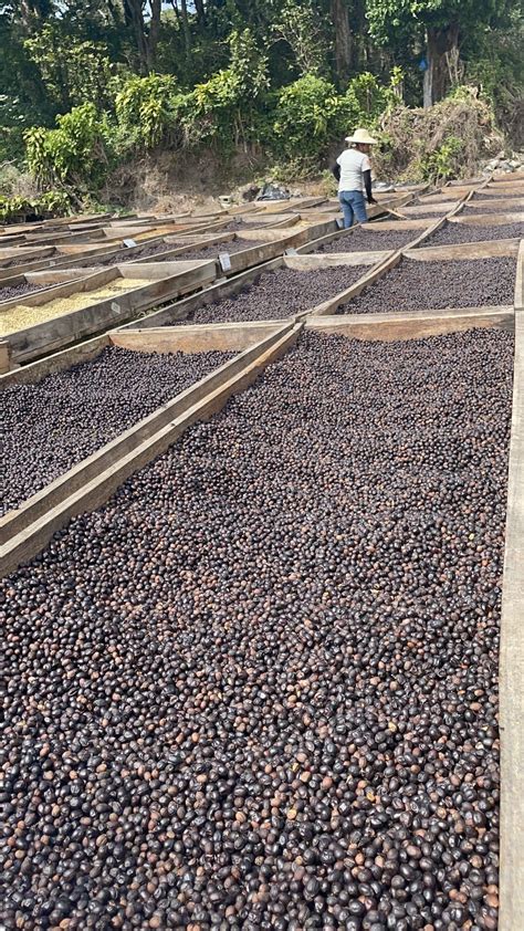 Natural Processed Versus Washed Processed Coffee Cloudland Coffee