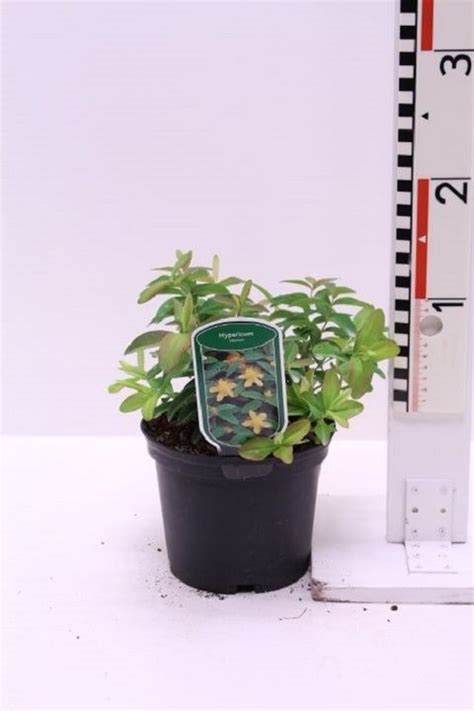 Hypericum Calycinum — Plant Wholesale Floraccess