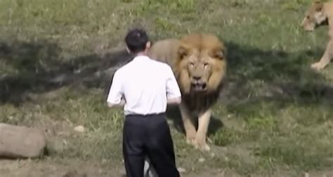Conflicto Entre Humanos Y Fauna Salvaje Seis Leones Fueron Abatidos En