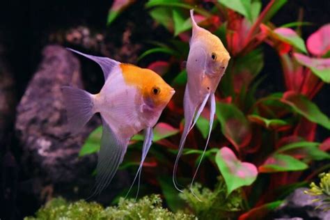 Are My Angelfish Fighting Or Mating How To Tell Avid Aquarist