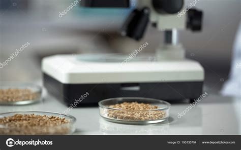 Grains Laboratory Dishes Table Raw Material Healthy Food Production Stock Photo Motortion