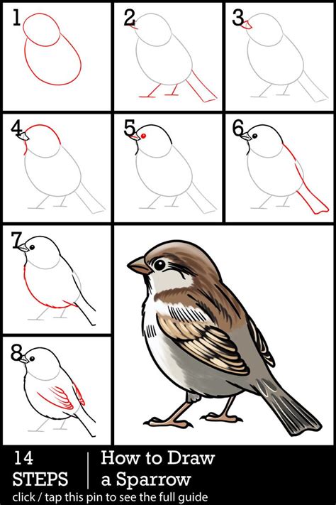 Best 13 How To Draw A Sparrow A Step By Step Tutorial Artofit