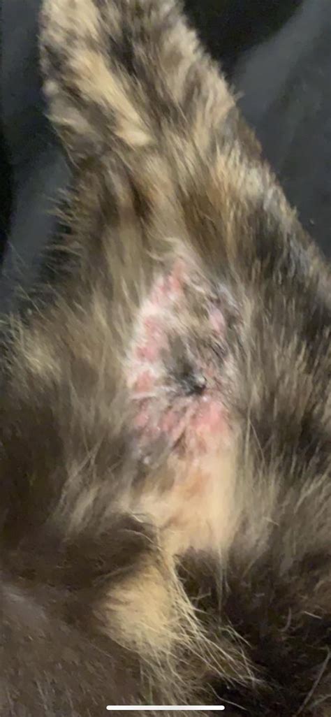 Can Someone Please Tell Me Whats Wrong With My Cat🥲 Rcathelp