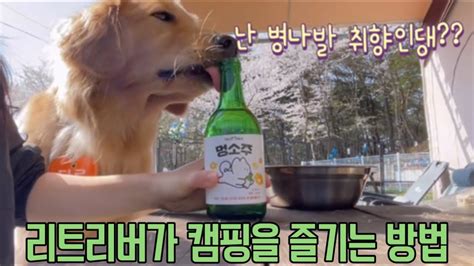 리트리버가 캠핑을 즐기는 방법ㅣ10개월 골든리트리버 Youtube