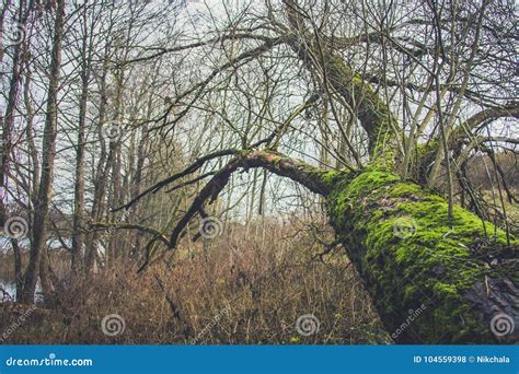 A Fallen Tree Is Rotting In The Middle Of The Forest Stock Photo Image Of Laying Destruction