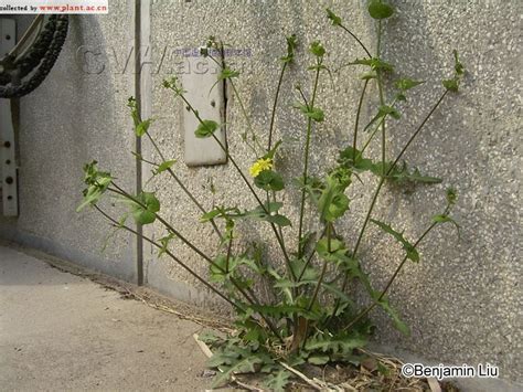 Ixeridium Sonchifolium Maxim Shih