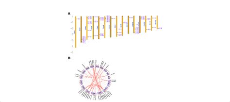 The Chromosomal Distribution And Synteny Blocks Of Jmmads Genes A