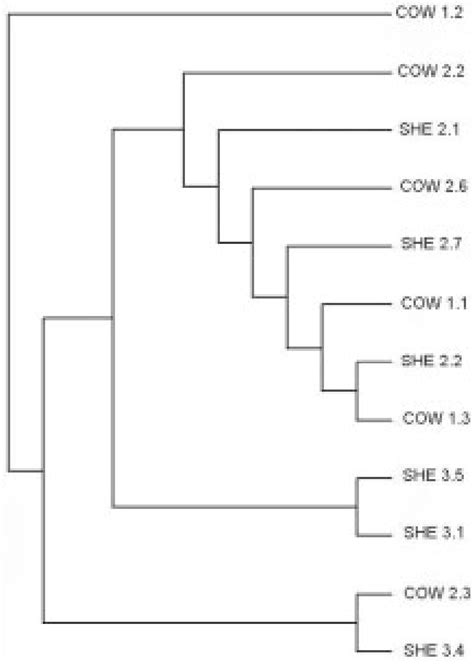 an unrooted maximum parsimony tree for its1 sequence download