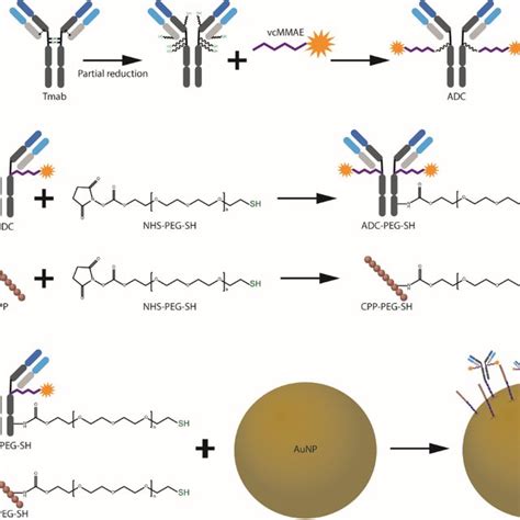 Cellular Uptake Of Cell Penetrating Peptide Cpp Functionalized Gold
