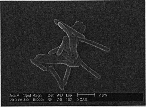 Paenibacillus Kribbensis And Its Application Eureka Patsnap Develop
