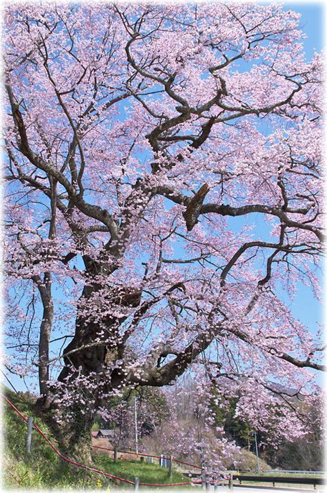 是哉寺の地蔵ザクラ（2）