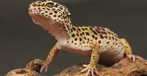 Russisches Sex Experiment Im All Geht Weiter