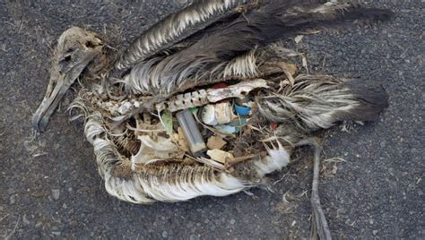 Here Are 5 Of The Biggest Threats To Our Oceans And How We Can Solve