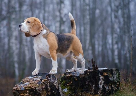 Beagle Basset Mix Everything You Need To Know