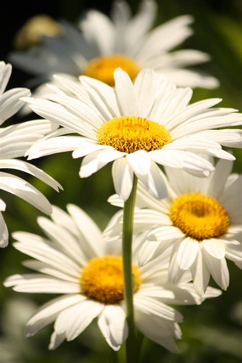 1000 Images About Flower Pictures On Pinterest Tulip Shasta Daisies