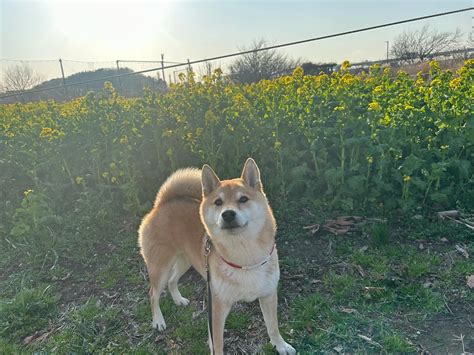 仕事で嫌なことがあった時は、犬の『ムン』とした写真を見て、気持ちを落ち着かせるヨ。 みんなの家の犬も『ムン』として立つことある？ もしあったら