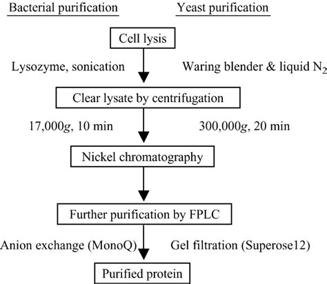 Flowchart Of Formin Purification Steps From Bacteria And Yeast See Download Scientific Diagram