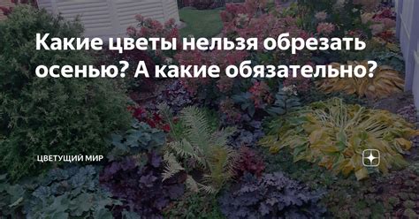 Какие цветы нельзя обрезать осенью А какие обязательно Цветущий мир