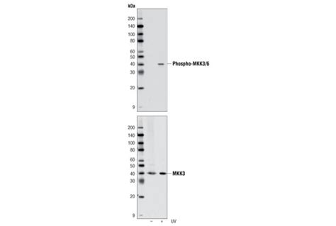 Mkk3mkk6 Control Cell Extracts Cell Signaling Technology