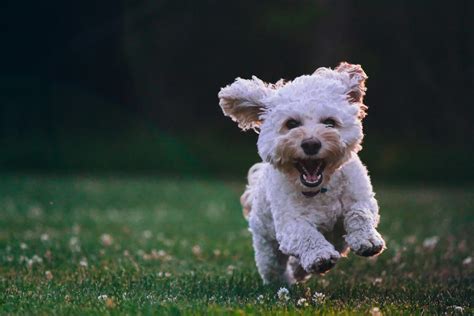 Mastering Focus Techniques For Photography Achieve Sharpness And