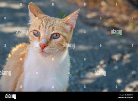 Tabby And White Cat Close View Stock Photo Alamy