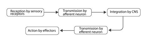 Neural Communication Introduction Process Steps