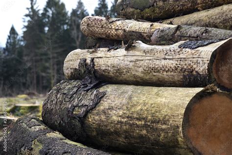 Some Cut Trees With Harvester Marks In A Forest Stock Photo Adobe Stock