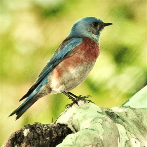 Susan Colosimo Youtube