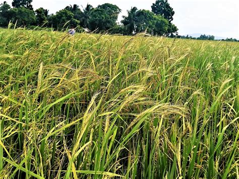 කෘෂිකර්ම දෙපාර්තමේන්තුව කුඹුරේ වල් පැල ගැන නම් අහල තියෙනවා වල් වී