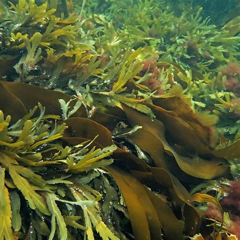 Algas Fucus Neyber