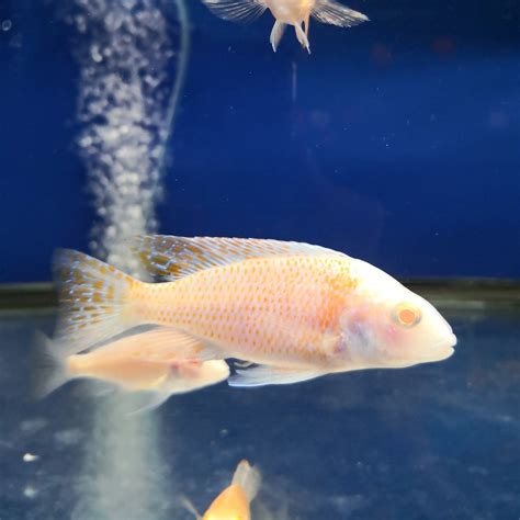 Albino Peacock Cichlid Female