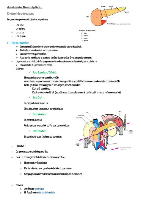 SOLUTION Anatomie Pancréas Studypool