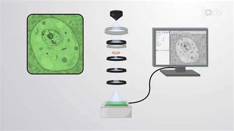 Facts About Transmission In Science At Gilberto Diaz Blog