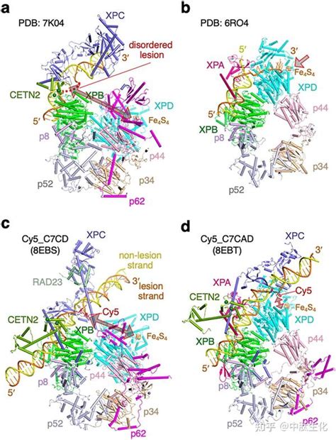 nature：揭示蛋白xpc、tfiih和xpa在dna切除修复中识别dna损伤机制 知乎